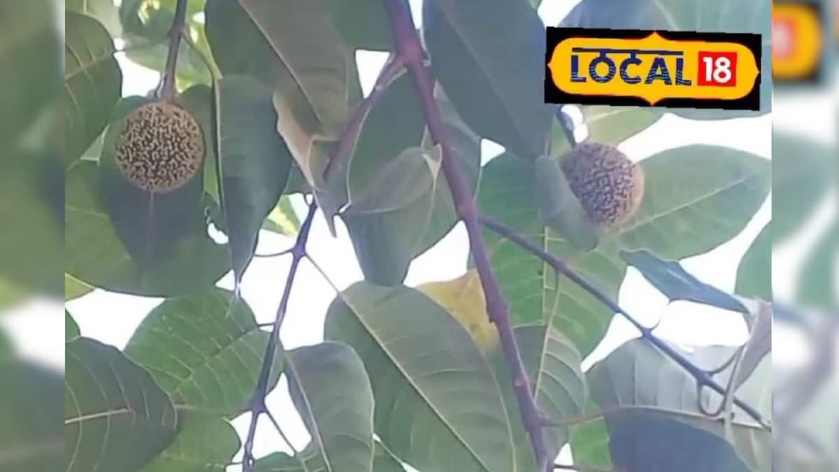 Health Benefits of Kadamba Tree Fruit: সাক্ষাৎ যেন আশীর্বাদ এই বৃক্ষ ...
