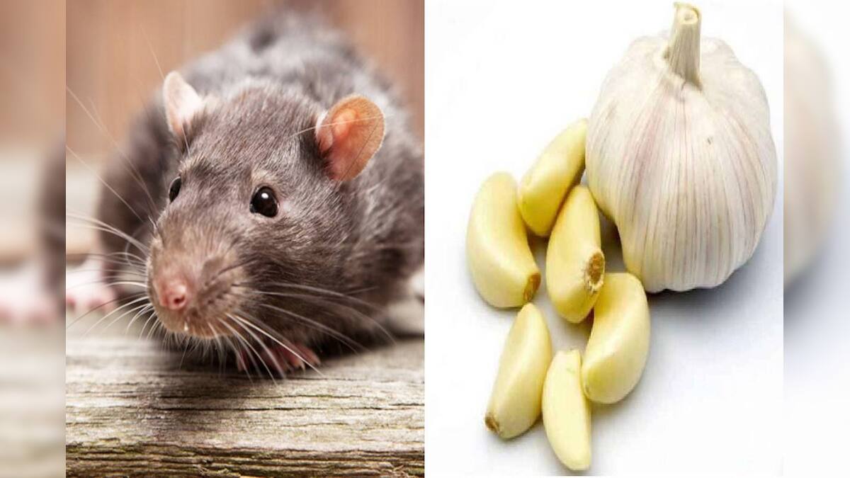Rat control tips: রসুনেই কুপোকাত ইঁদুর! শুধু ব্যবহার করুন ঠিক এই ভাবে ...