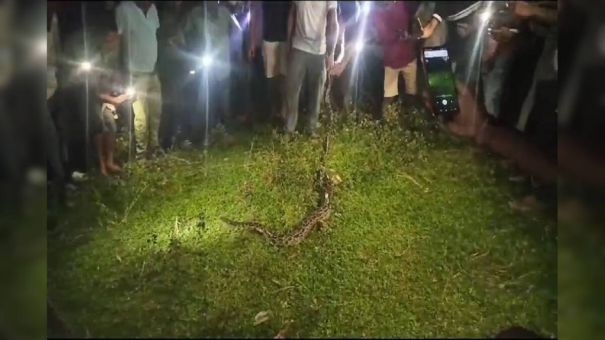 Python Snake Recovered: পার্কে ঢুকছে বিশাল সাপ, দেখে শুরু চিৎকার, তারপর এল পুলিশ | Indian Python ...