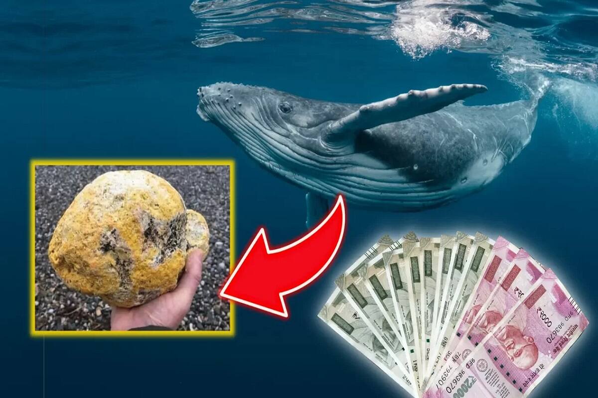 Whale Vomit Research এই জিনিসটি কী জানেন তো? সোনা-হিরে কিছুই নয়, তবু ...