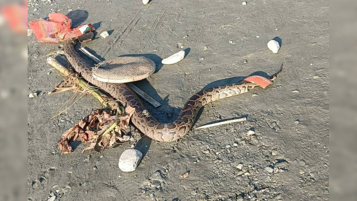 Alipurduar Dead Python: আলিপুরদুয়ারে অজগরের রহস্যমৃত্যু! সাপের দেহের ...