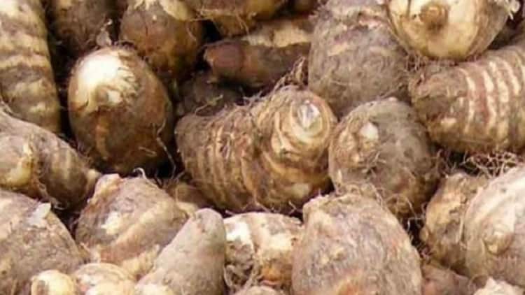 Knowledge Stories: বলুন তো কচু খেলে কেন গলা চুলকায়? কীভাবে কচু রাঁধলে ...