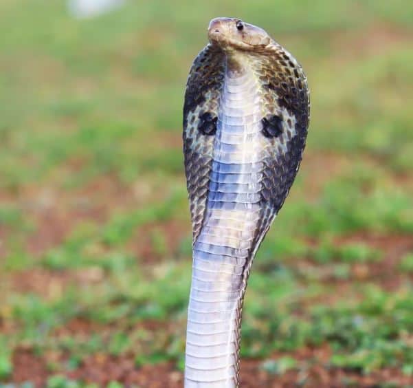 Knowledge Story: ঘরে সাপ ঢুকেছে? ঘাবড়াবেন না... এই কাজটি করলে সহজেই ...