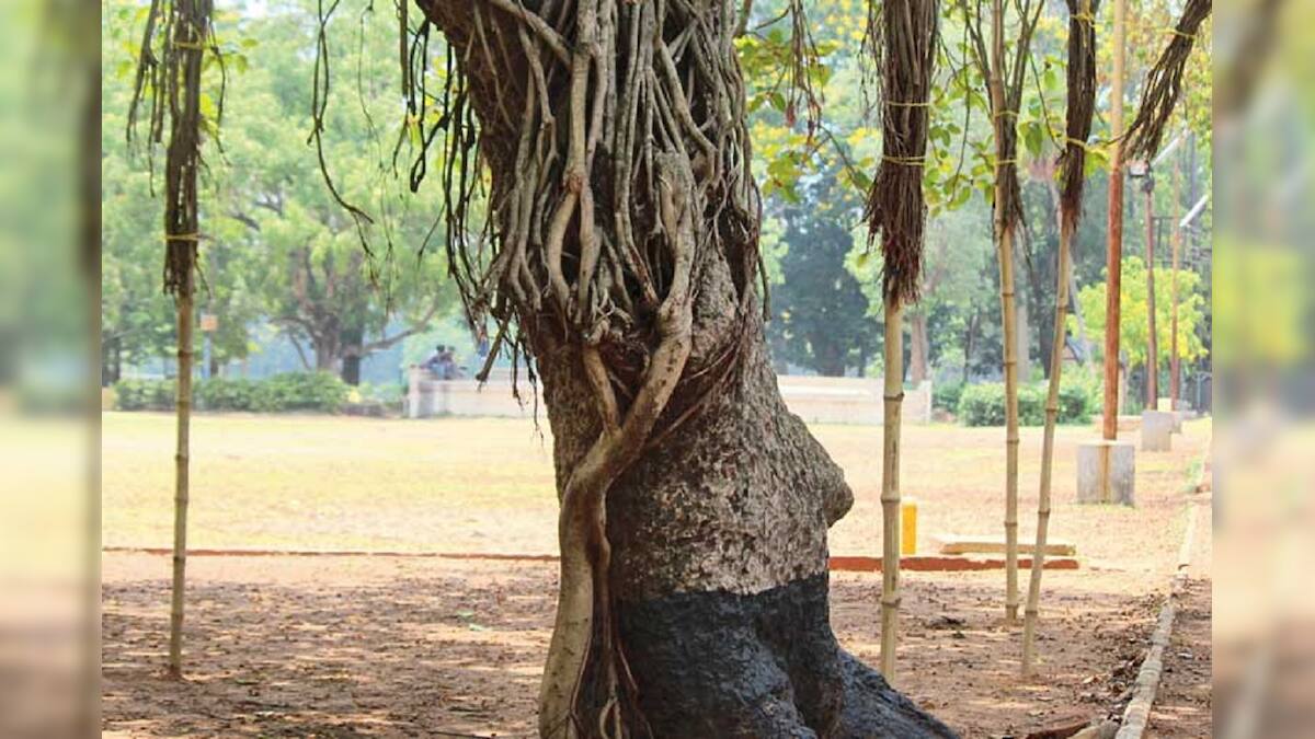 Neem: ত্বক এবং চুলের যত্ন থেকে পেটের সমস্যার সমাধান, কোলেস্টেরল কমানো ...
