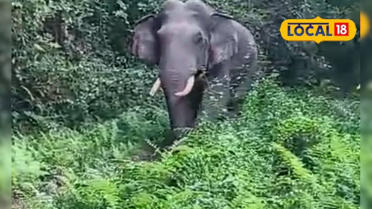 elephant sighting at dooars jungle safari| গরুমারার গভীর জঙ্গল থেকে ...