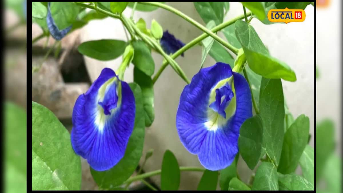 Aparajita Flower Tea: গাছের অপরাজিতা ফুল দিয়েই ঘরে বানান নীলকণ্ঠ চা ...