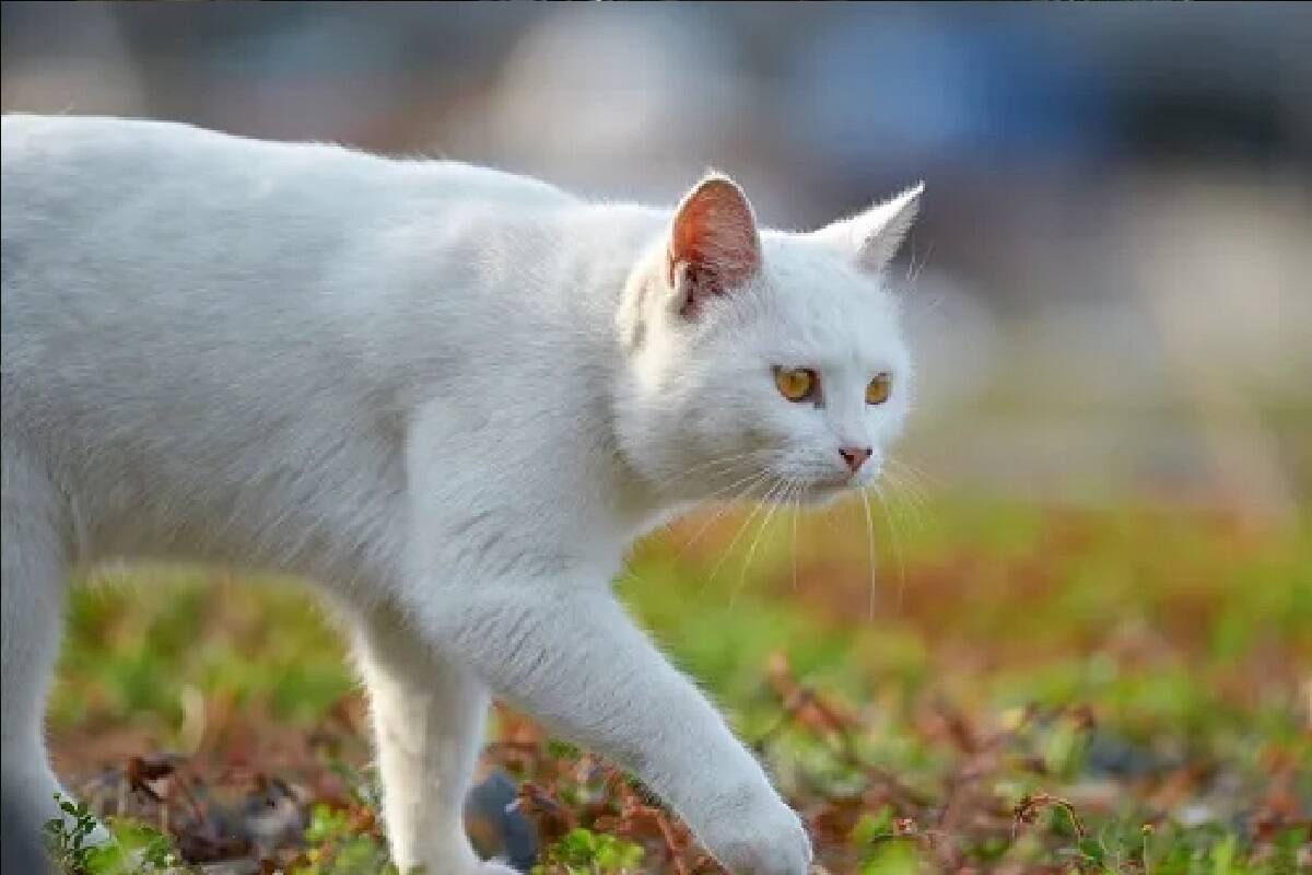 Cat vastu Tips | বিড়াল দেখলেই দূর-দূর করেন? অজান্তেই রোজ বড় বিপদ ...