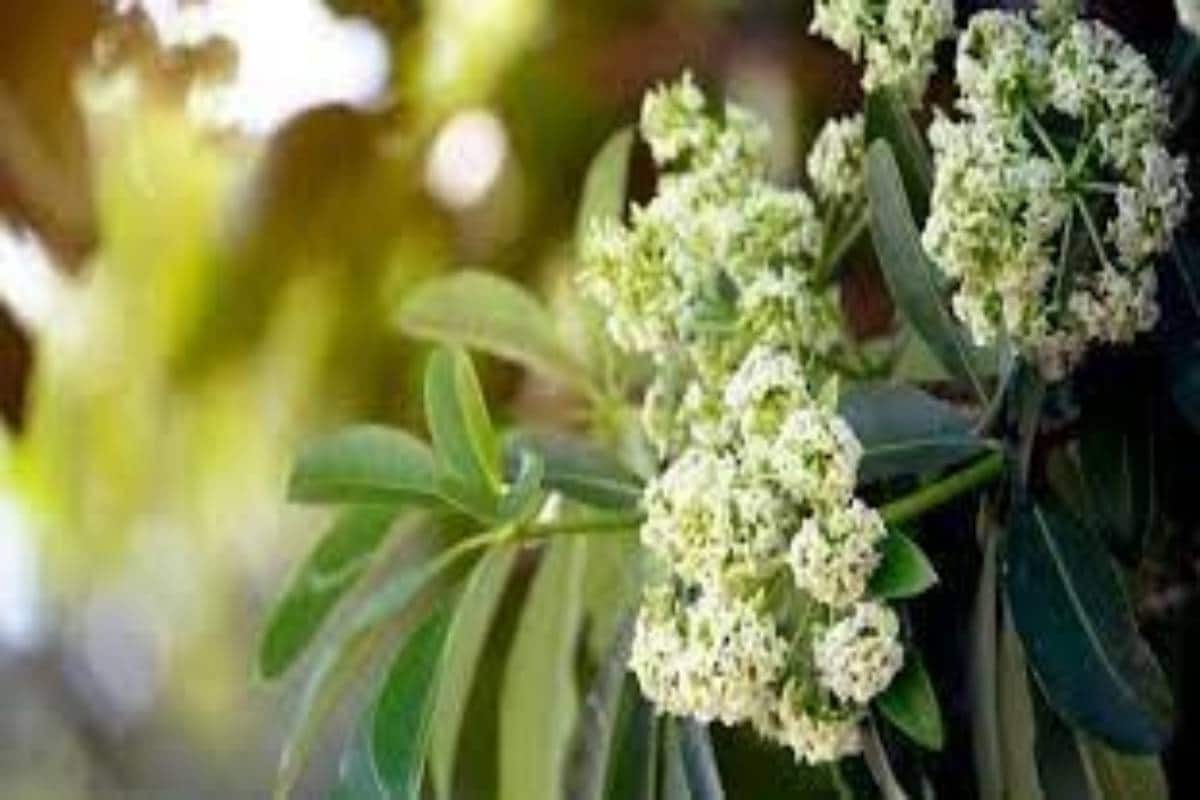 Side Effects of Chhatim or Saptaparni: ‘শয়তানের গাছ’! জানুন ছাতিমফুলের ...
