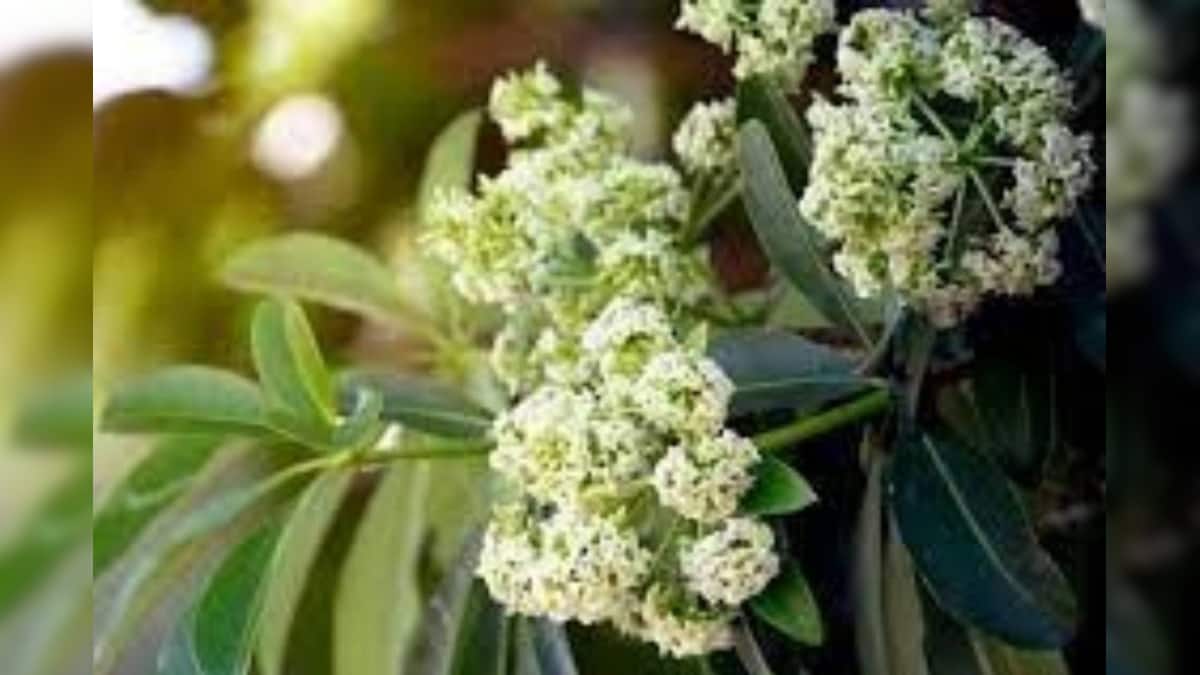 Side Effects of Chhatim or Saptaparni: ‘শয়তানের গাছ’! জানুন ছাতিমফুলের ...