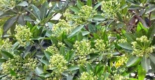 Side Effects of Chhatim or Saptaparni: ‘শয়তানের গাছ’! জানুন ছাতিমফুলের ...