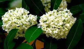 Side Effects of Chhatim or Saptaparni: ‘শয়তানের গাছ’! জানুন ছাতিমফুলের ...