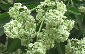 Side Effects of Chhatim or Saptaparni: ‘শয়তানের গাছ’! জানুন ছাতিমফুলের ...