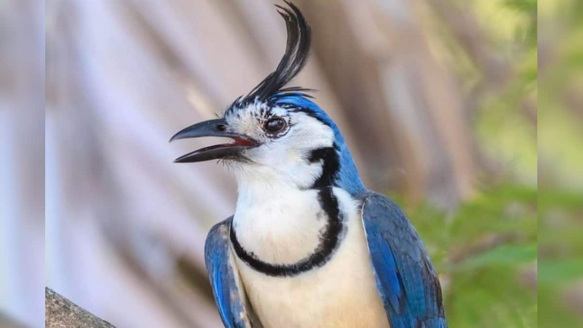 Good Luck Bird: শালিক নয়...!'এই' ২ পাখিই জীবনে সৌভাগ্য বয়ে আনে ...