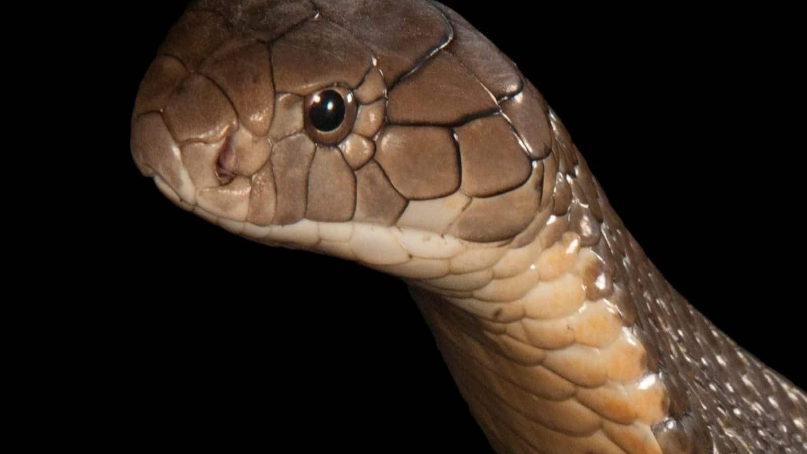 King Cobra: লম্বায় ১০ ফুট...! গরুমারার রিসর্টে হঠাৎ হাজির কিং কোবরা ...