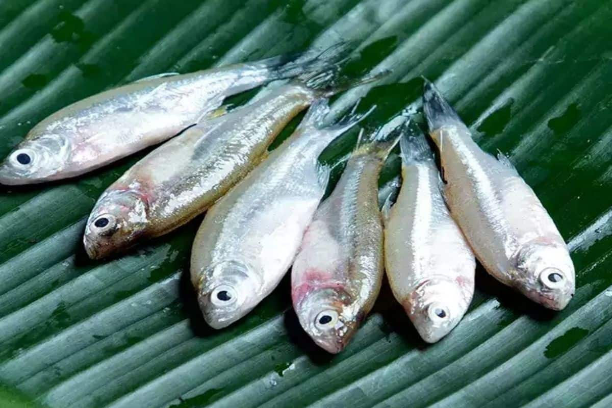Corica Fish Health Benefits: ইলিশ, ভেটকি ছাড়ুন...! শিশুদের বেশি করে ...