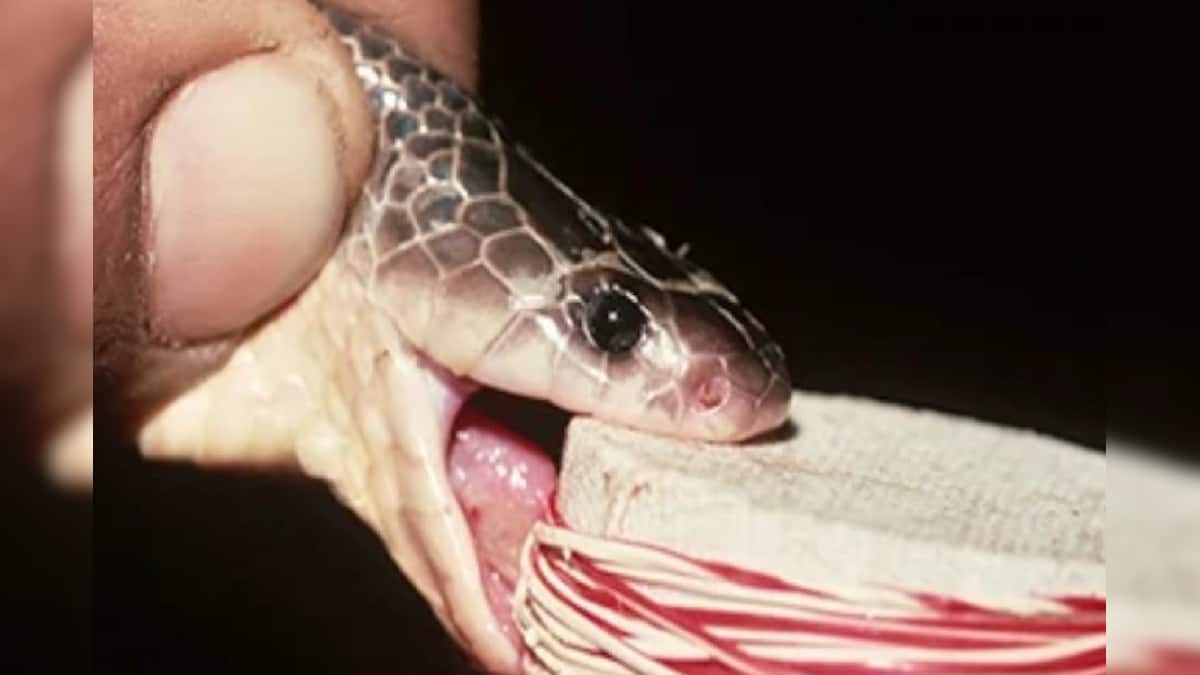 what is snake venom addiction, সাপের বিষের নেশা কেমন