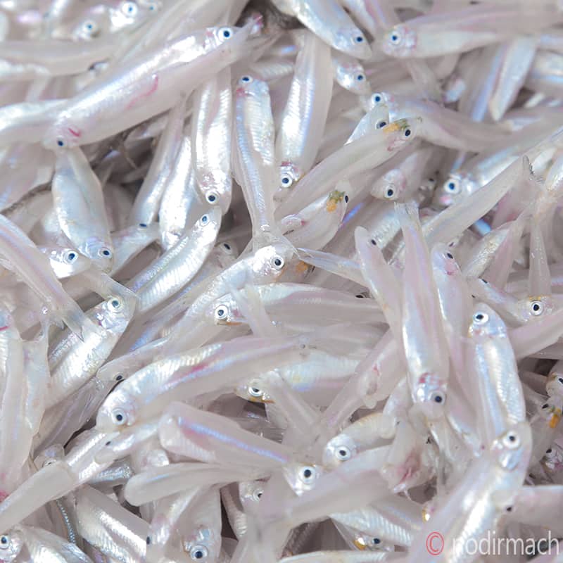 Corica Fish Health Benefits: ইলিশ, ভেটকি ছাড়ুন...! শিশুদের বেশি করে ...