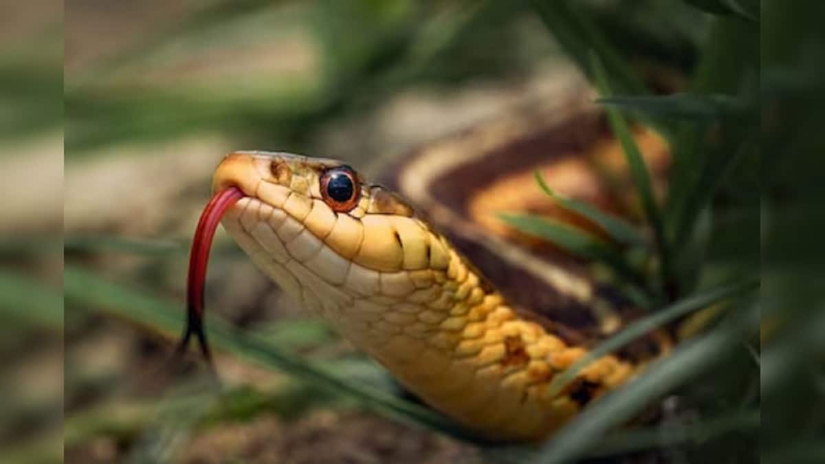 Do you the price of snake venom, নয়ডার একটি মাদক পার্টি থেকে কয়েকটি ...