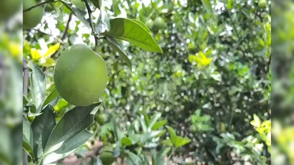 agriculture। plantation। mosambi। farming। profit। মুসম্বি চাষ করে ...