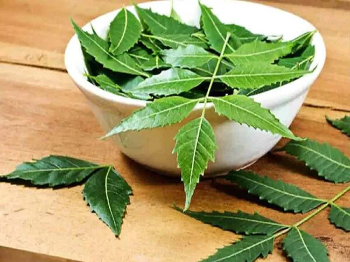 Health Benefits of Neem Leaves এবার শীতে টানা ১ মাস রোজ সকালে নিমপাতা ...