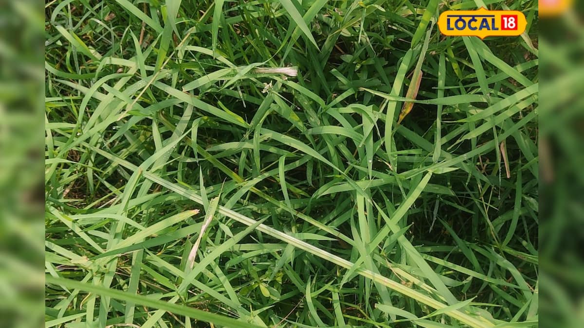 Durba Grass Benefits: লিভারের রোগ থেকে কোষ্ঠকাঠিন্য! পেটের সব অসুখ দূর ...