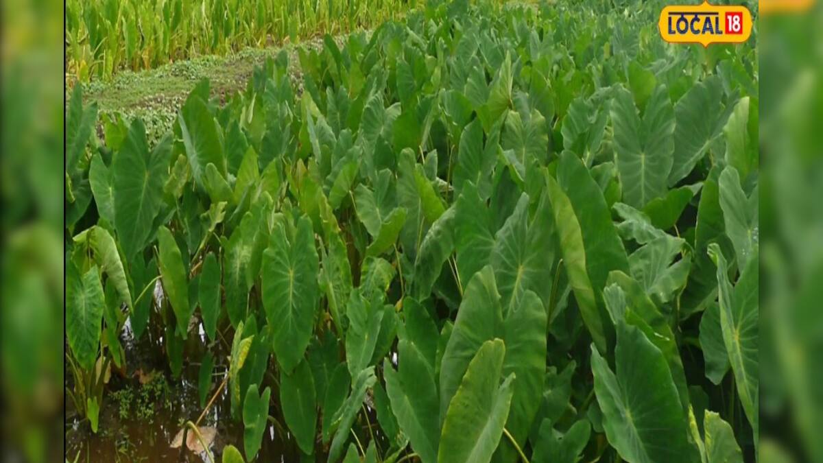 Health Tips | ভিটামিন, খনিজে ঠাসা! অনাদরের কচুর গুণের শেষ নেই, দৈনন্দিন ...