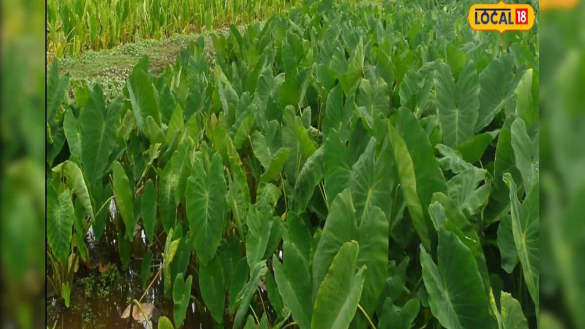 Health Tips | ভিটামিন, খনিজে ঠাসা! অনাদরের কচুর গুণের শেষ নেই, দৈনন্দিন ...