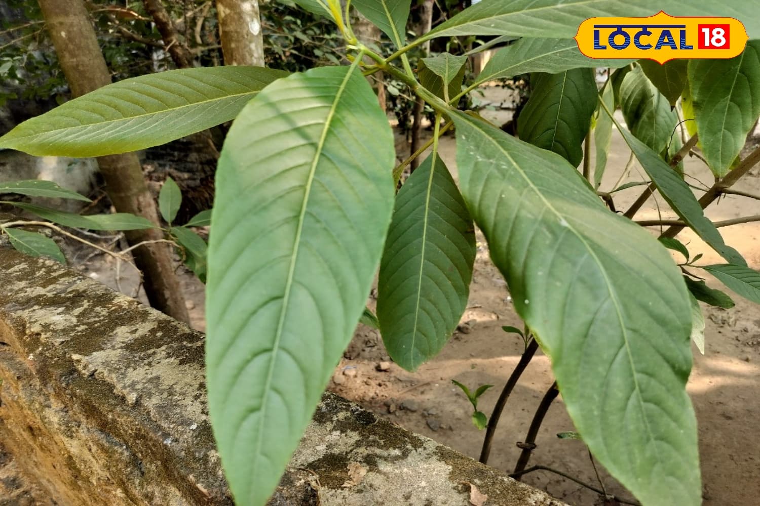 Health Benefits of Vasaka Leaves এটা কোন পাতা বলুন তো? ঠান্ডায় বাতের ...