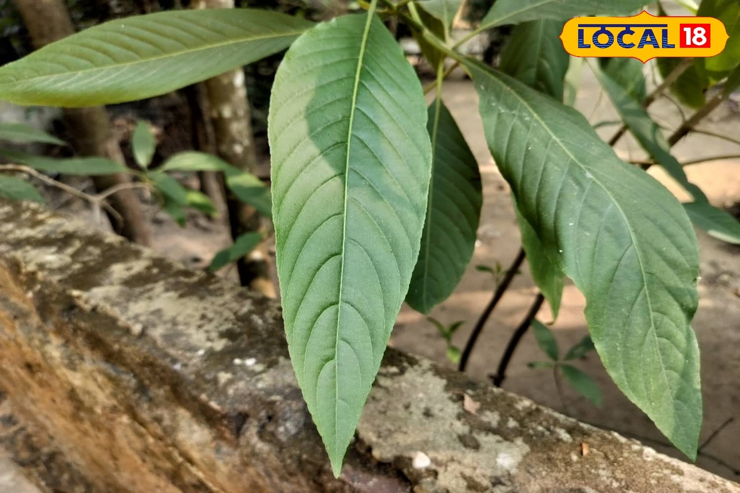 Health Benefits of Vasaka Leaves এটা কোন পাতা বলুন তো? ঠান্ডায় বাতের ...