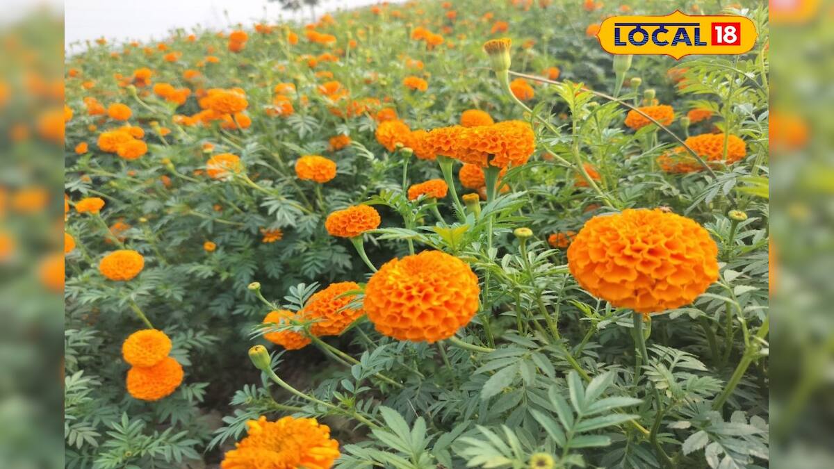 marigold cultivation process| গতানুগতিক সবজি চাষ ছেড়ে গাঁদা ফুল চাষে ...