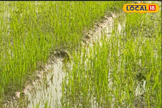 how to care agriculture seedbed know the details| বোরো ধানের বীজতলায় চারা গাছ বাঁচাতে একাধিক ...