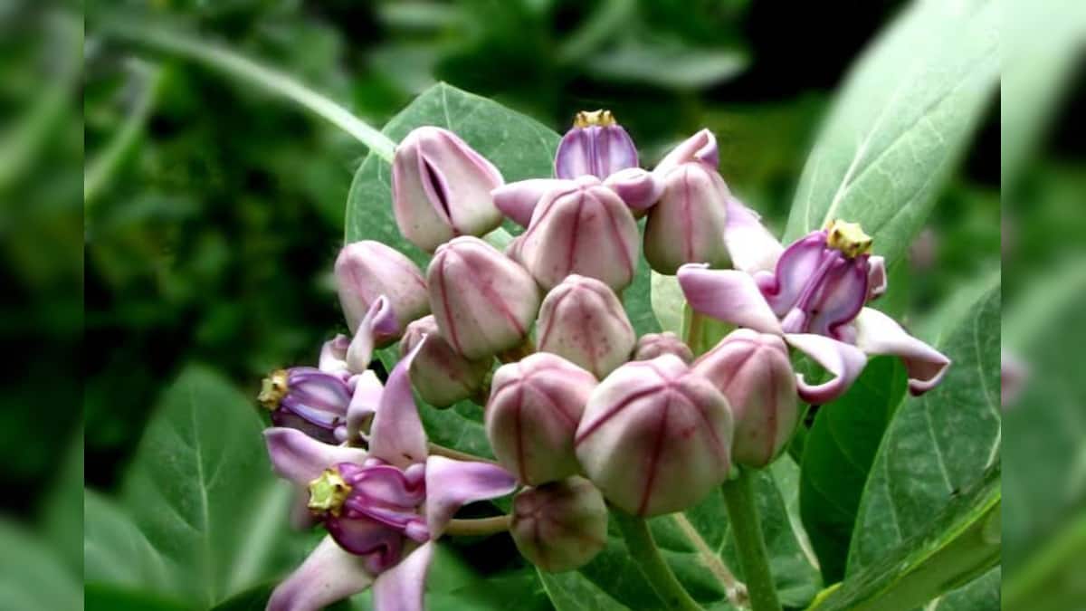 Akanda Plant Benefits: ডায়াবেটিস থেকে অর্শ, ঝোপেঝাড়ে গজিয়ে ওঠা এই ...