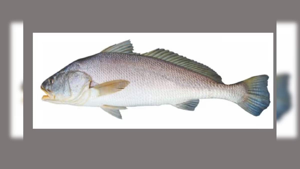 Ghol-The State Fish Of Gujarat: মাছ তো নয়, যেন সমুদ্রের সোনা ! বিরল ...