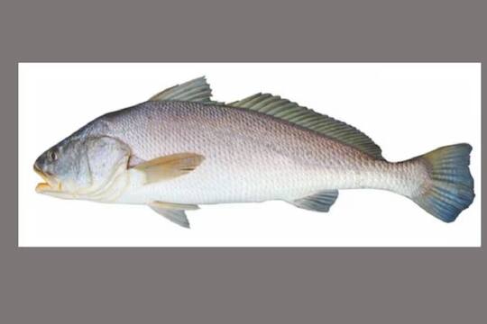 Ghol-The State Fish Of Gujarat: মাছ তো নয়, যেন সমুদ্রের সোনা ! বিরল ...