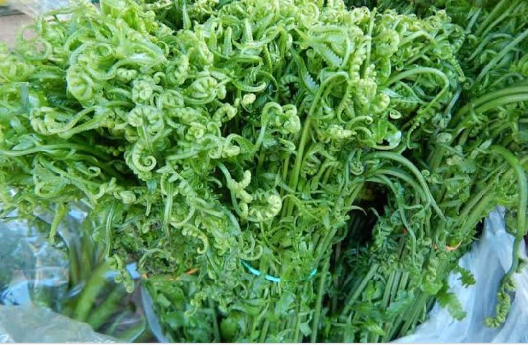 Fiddlehead Ferns (Dheki Shak) Benefits: মুঠো মুঠো ওষুধ ভুলে যান ...