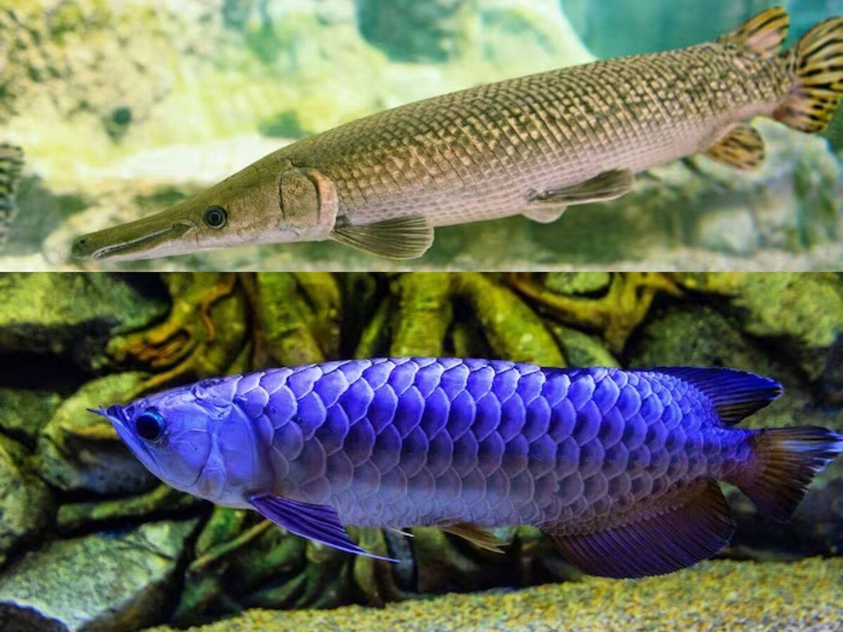 Most Expensive Fish: ছোট্ট এই মাছগুলি থাকলেই আপনি কোটিপতি! তালিকায় আছে ...