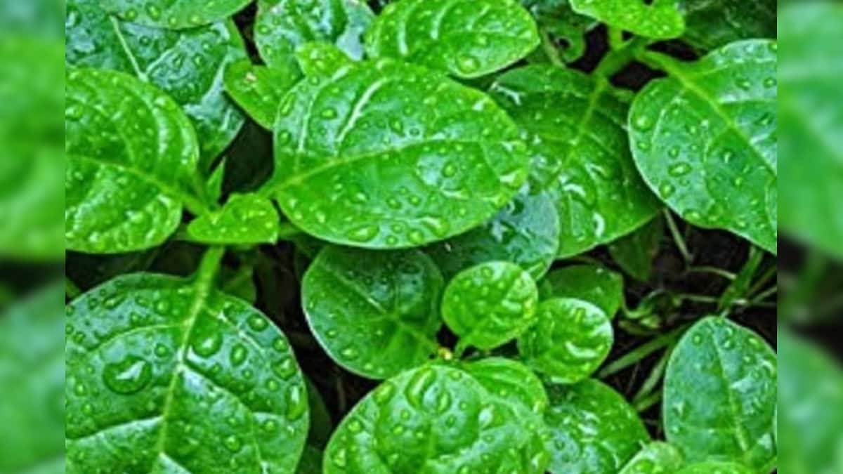 Pui Saag Benefits: হুবহু পালংয়ের মতো দেখতে! রোগের যম এই শাক, কম খরচে ...