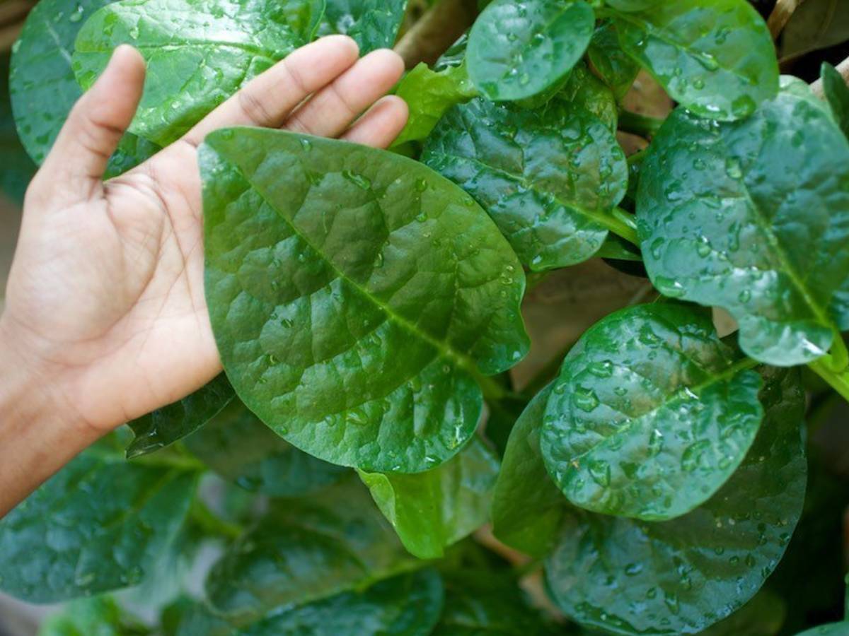 Pui Saag Benefits: হুবহু পালংয়ের মতো দেখতে! রোগের যম এই শাক, কম খরচে ...