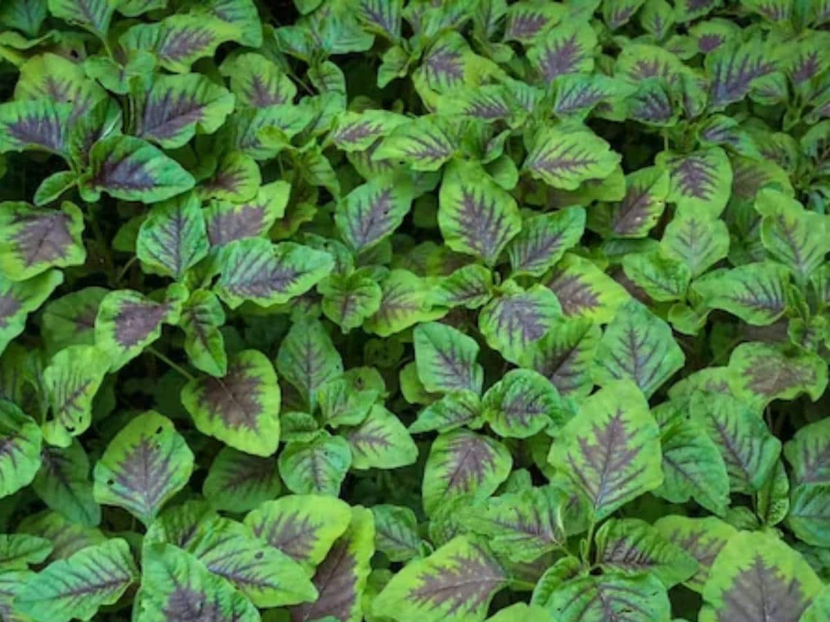 Note Saag Benefits: শাকপাতা ভেবে ঘুরে তাকান না! রোগ দূর হবে এটি খেলেই ...