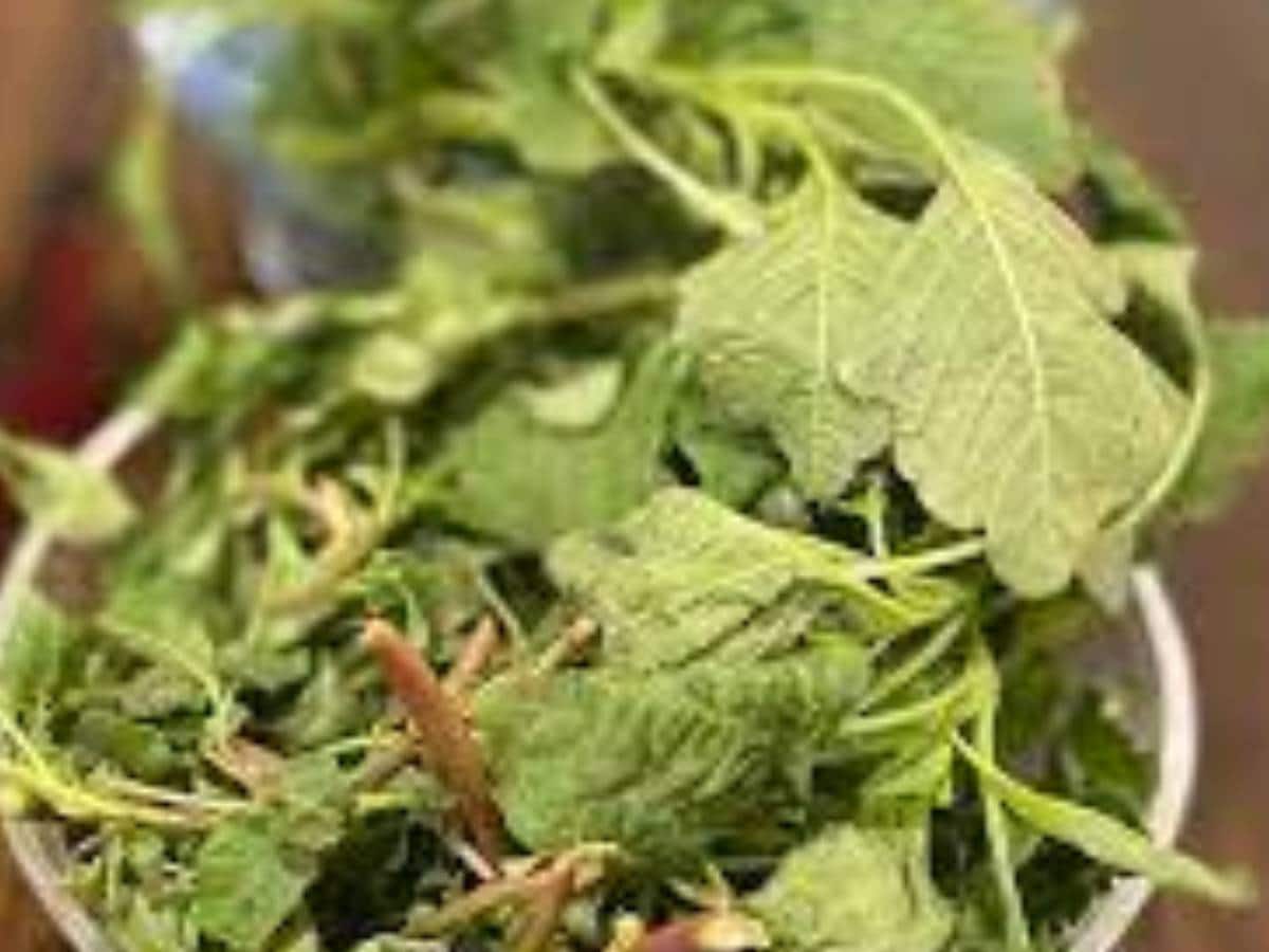 Note Saag Benefits: শাকপাতা ভেবে ঘুরে তাকান না! রোগ দূর হবে এটি খেলেই ...