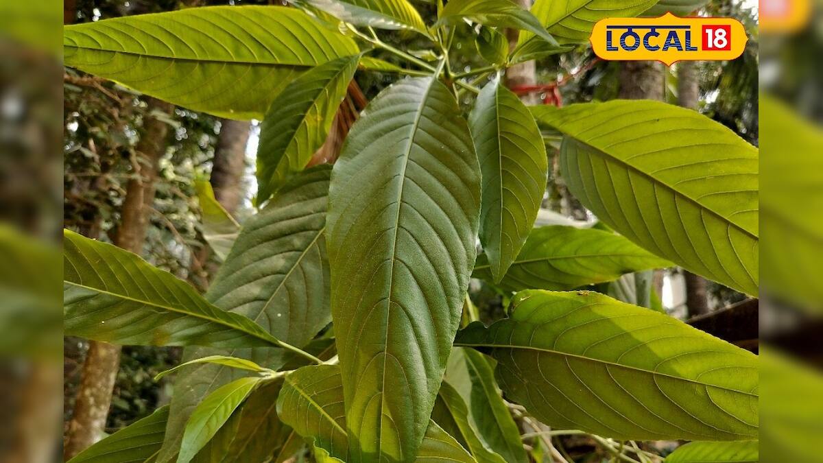 Health Benefits of Vasaka Leaves এটা কোন পাতা বলুন তো? ঠান্ডায় বাতের ...