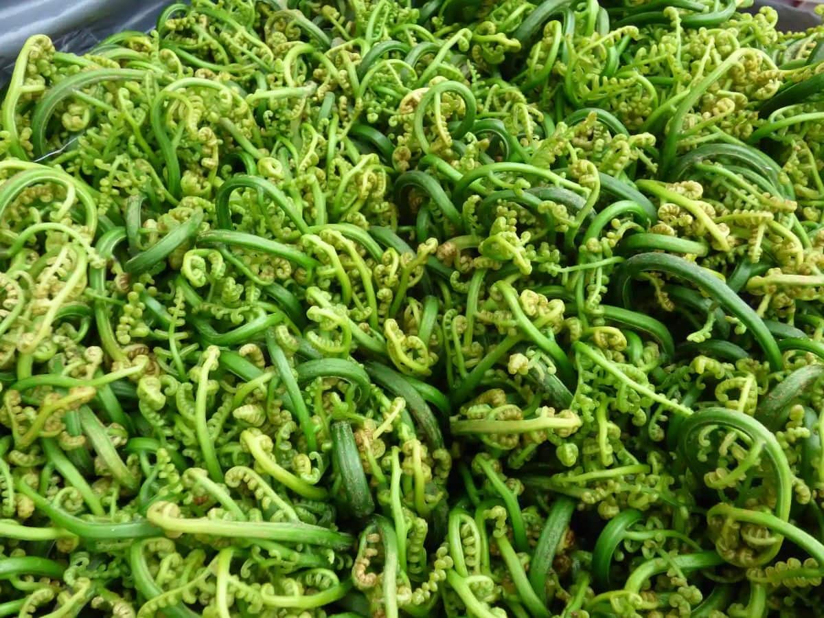Fiddlehead Ferns (Dheki Shak) Benefits: মুঠো মুঠো ওষুধ ভুলে যান ...