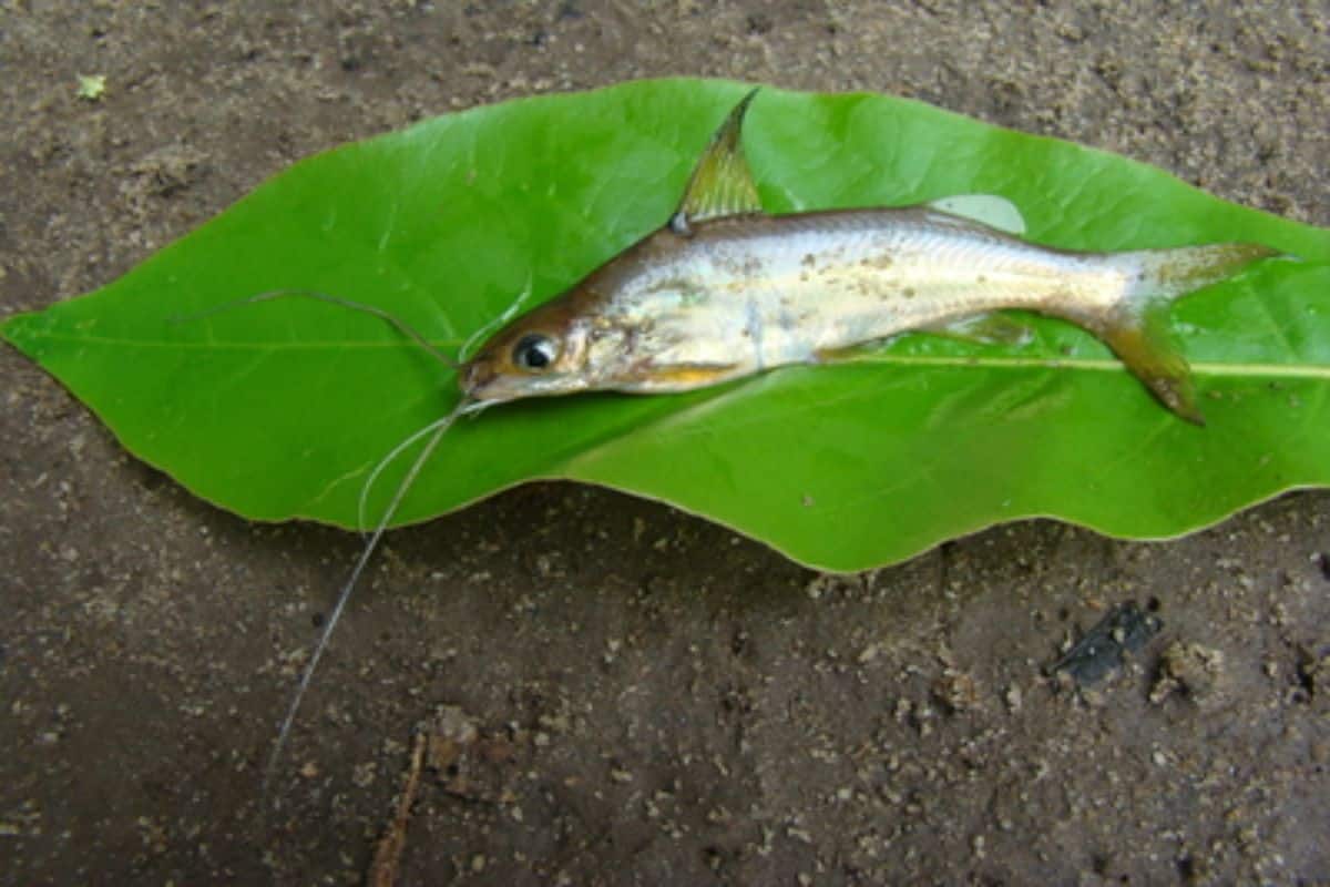 Batasio Fish Tangra Side Effects: ট্যাংরা মাছ খান নাকি? খেলে শরীরে কী ...