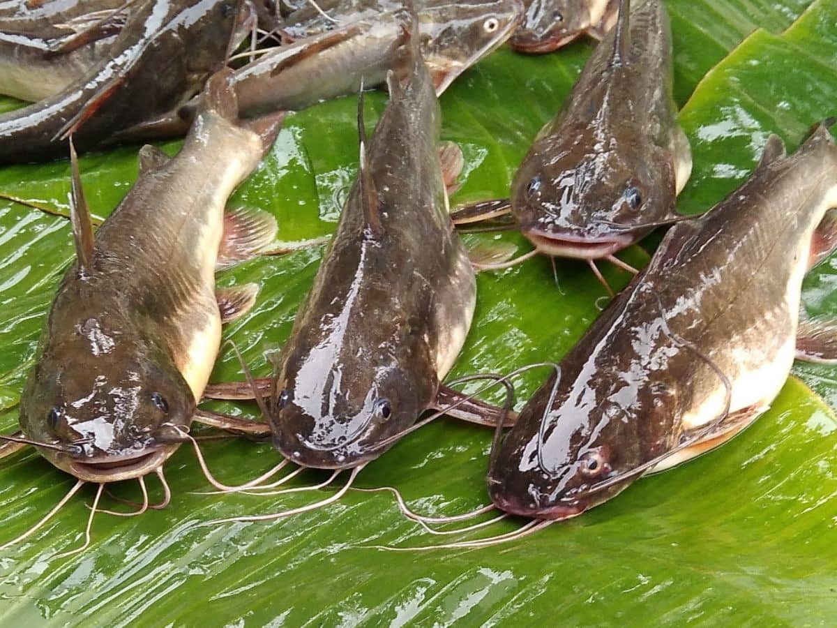 Batasio Fish Tangra Side Effects: ট্যাংরা মাছ খান নাকি? খেলে শরীরে কী ...