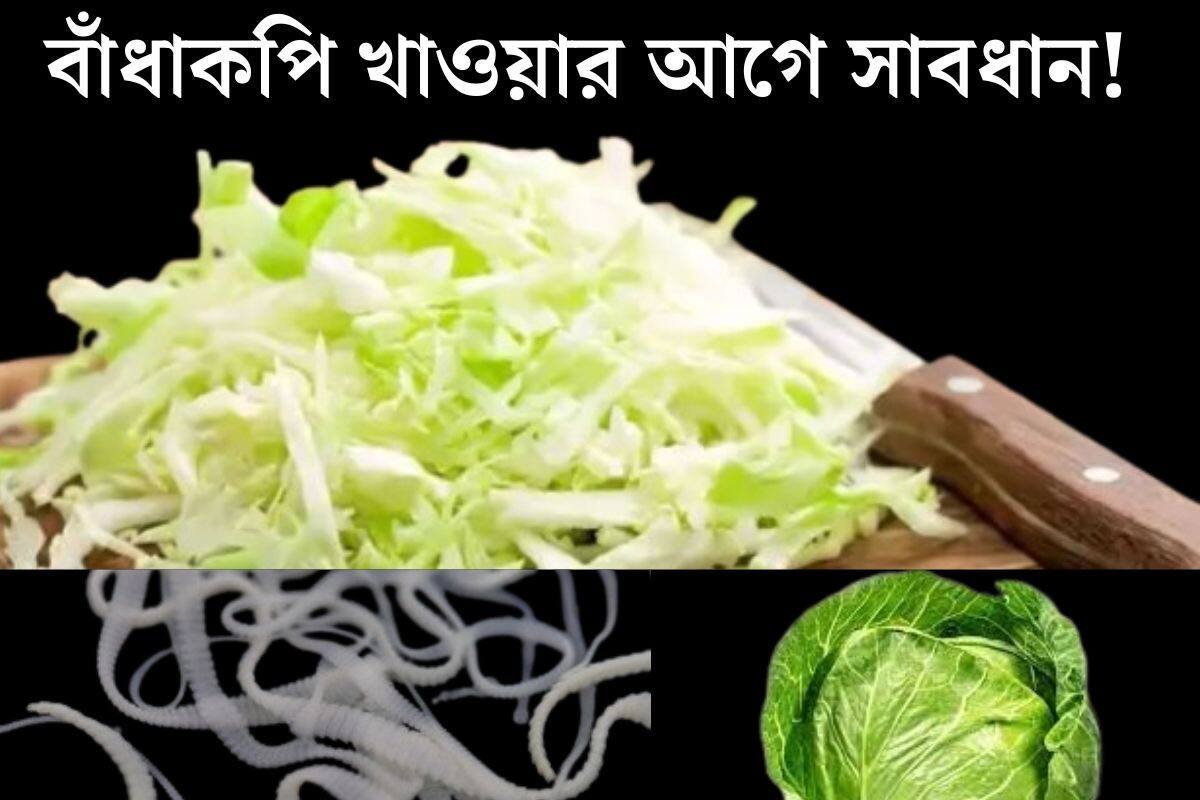 Cabbage: বাঁধাকপির পাতার মাঝেই লুকিয়ে এই ‘কৃমি’! কীভাবে খেলে নেই বিপদ ...