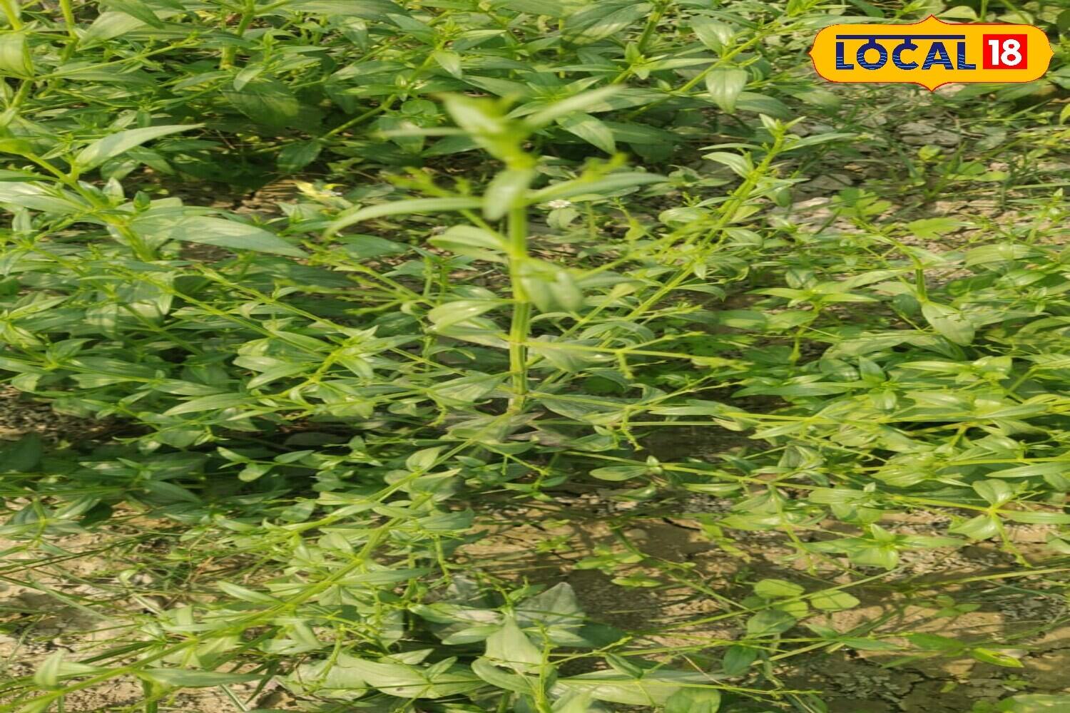 king of bitters kalmegh: তেতোর রাজা...! পাতা নয়, 'ব্রক্ষ্মাস্ত্র' এই ...