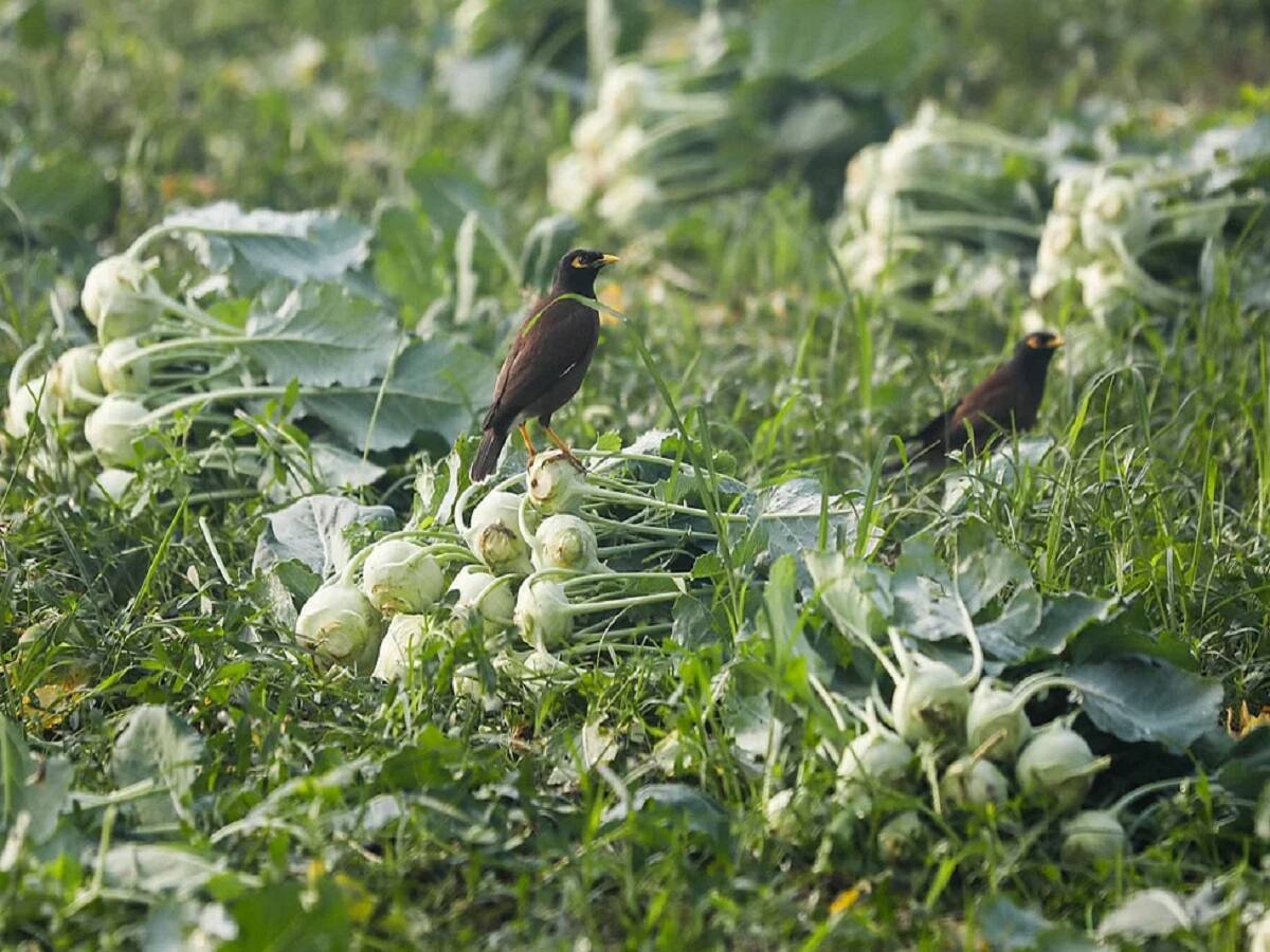 Health Benefits of Turnip ওলকপি দেখলেই মুখ গোমরা? শীতের এই সবজি আপনার ...