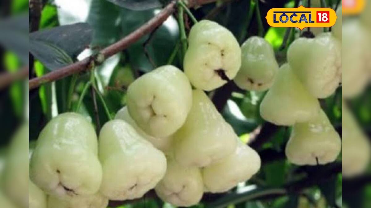 White Water Apple Benefits: জামরুলের উপকারিতা আপেল-পেয়ারার থেকেও বেশি ...