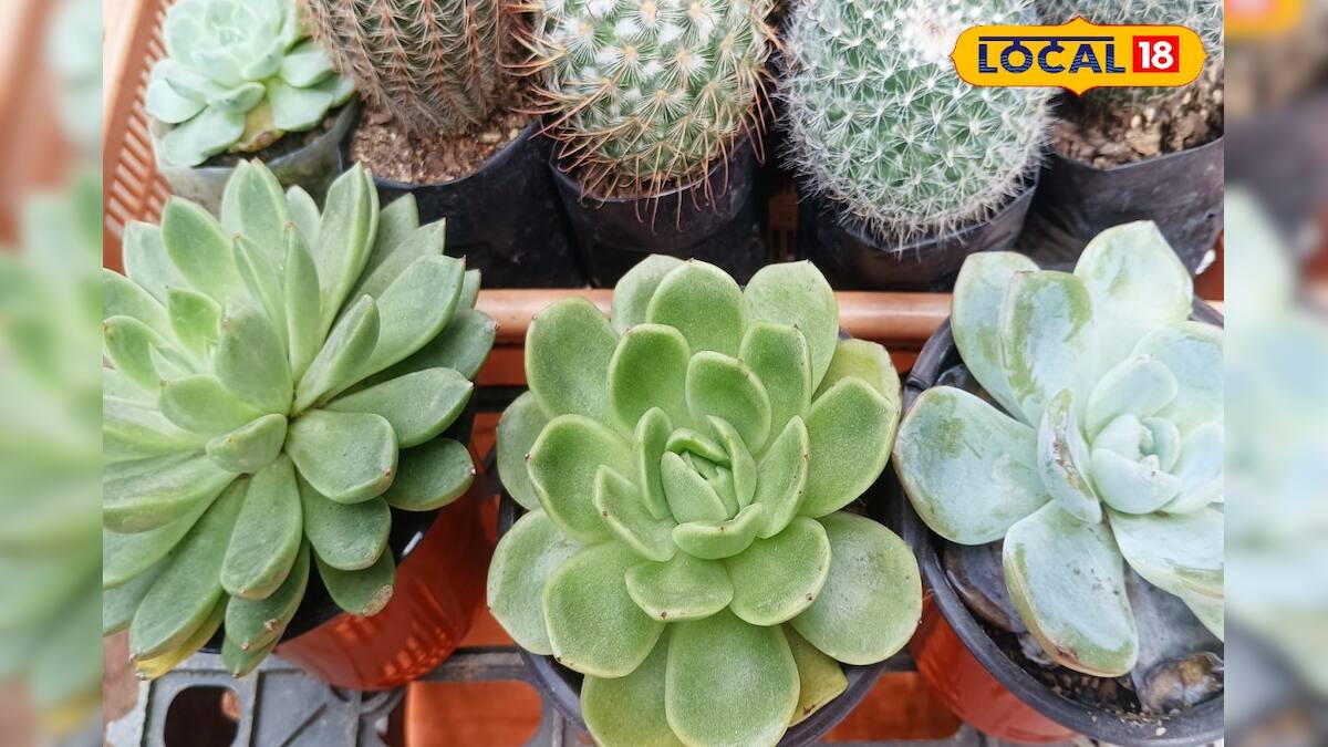 Home Remedies: সহজ উপায়ে ক্যাকটাস বাঁচিয়ে রাখবেন কিভাবে জেনে নিন ...