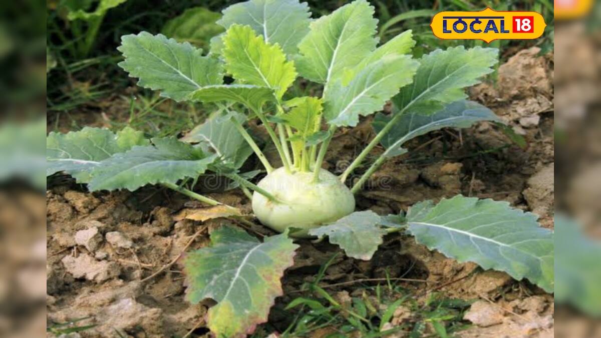 Health Benefits of Olkopi: ডায়াবেটিস থেকে হজমের সমস্যা, শীতকালীন 'এই ...